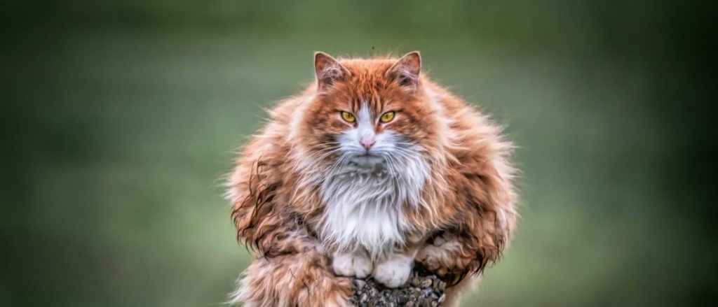 How to Be Grumpy: A Guide to Managing Grumpiness Well