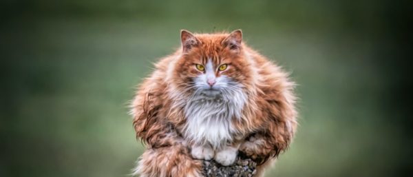 How to Be Grumpy: A Guide to Managing Grumpiness Well